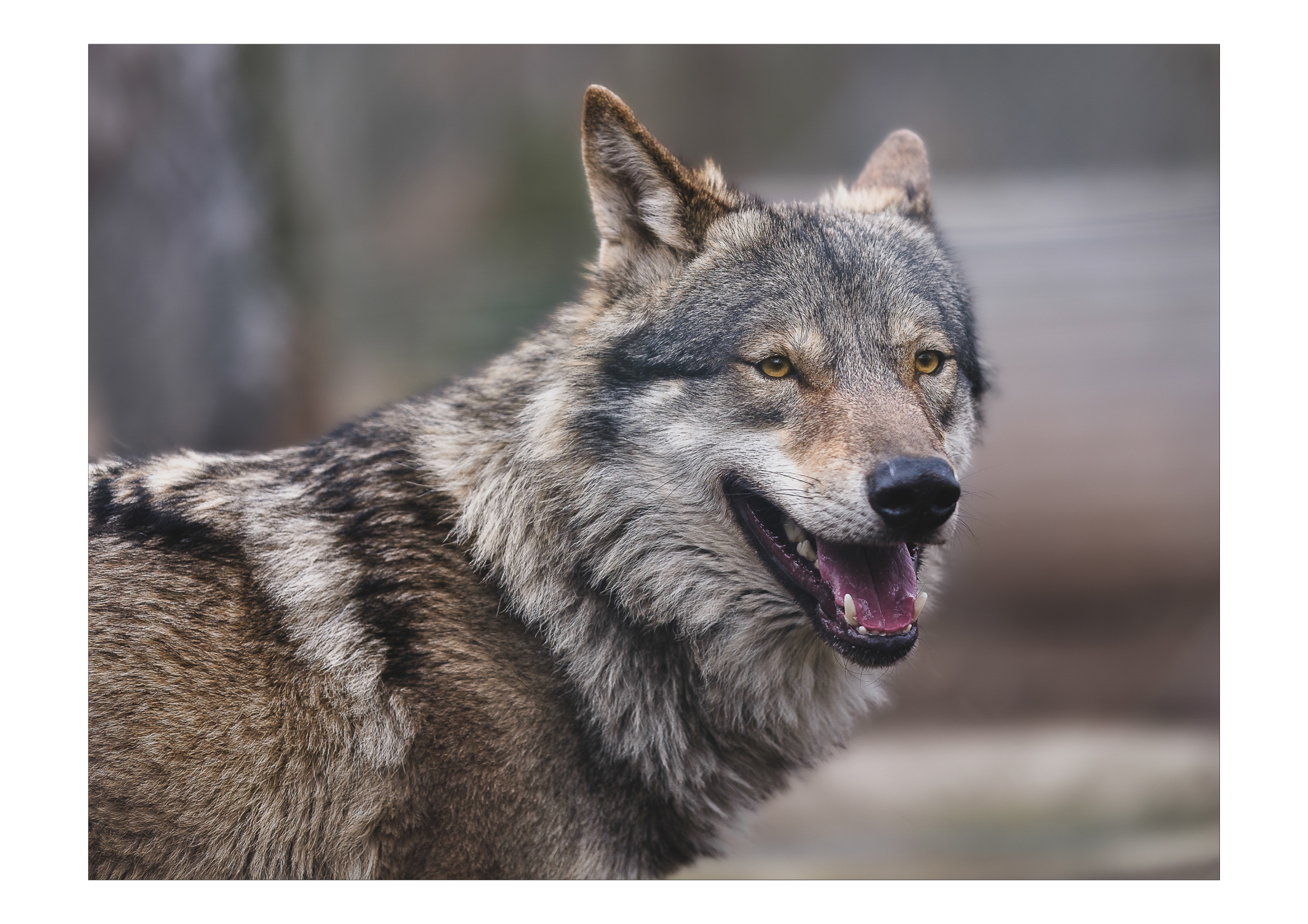 Wolfs-Thread - Tier & Natur - Fuji X Forum