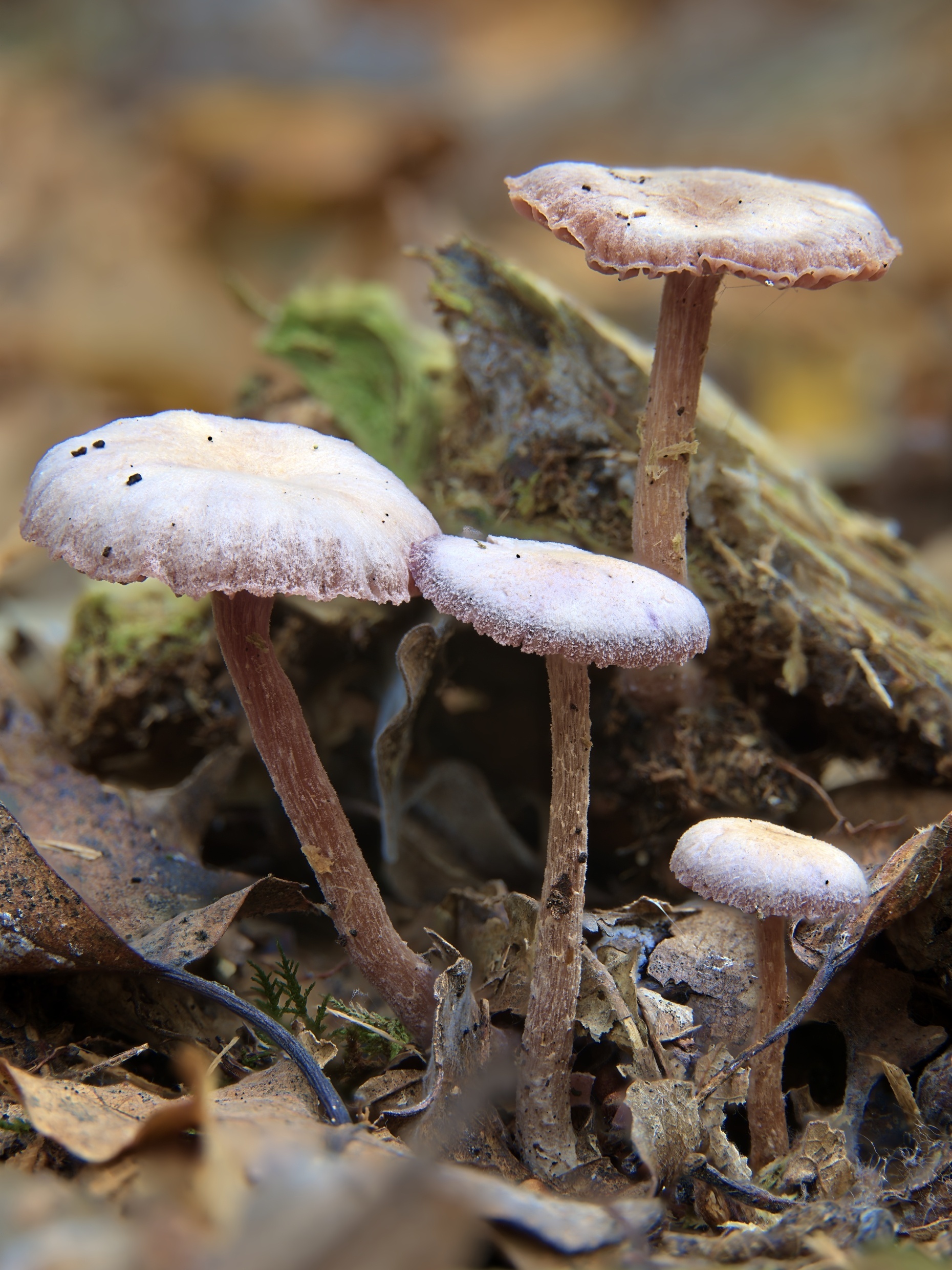 Fuji X-Bokeh Freitag – Bilder nur freitags, jeder nur ein Bild! - Seite ...