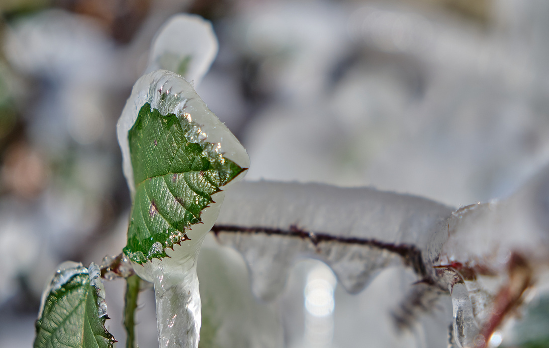 Fuji X-Bokeh Freitag – Bilder nur freitags, jeder nur ein Bild! - Seite ...