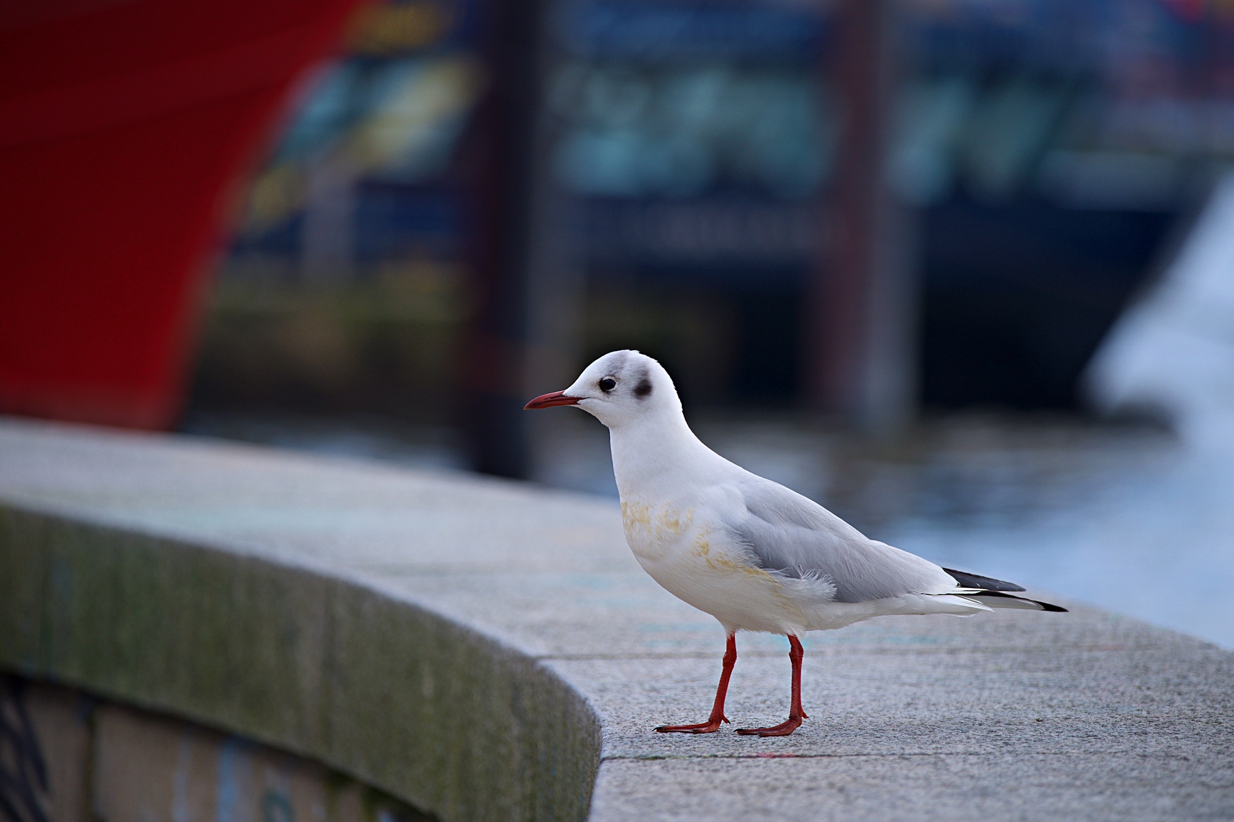 Fuji X-Bokeh Freitag – Bilder nur freitags, jeder nur ein Bild! - Seite ...